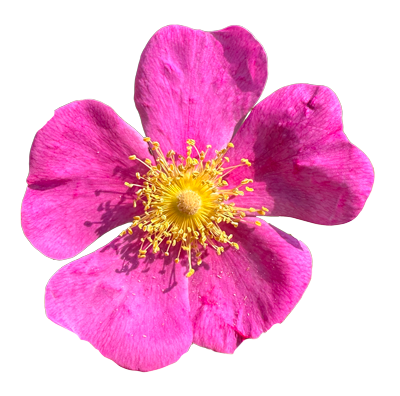 Sarah Mellen Drawings : Our carbon removal commitment